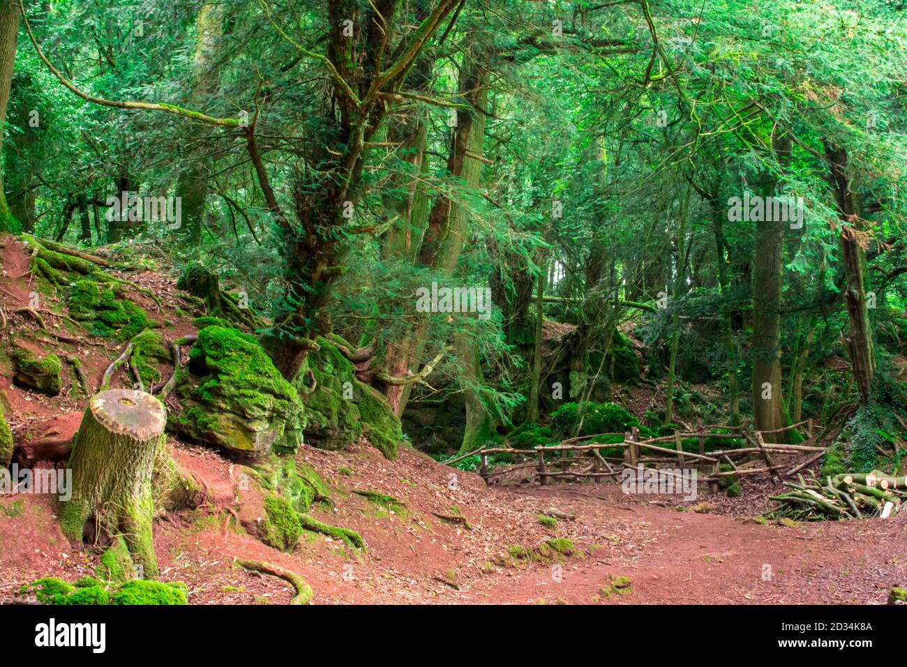 Magic tree enchanted wood england hi-res stock photography and images ...