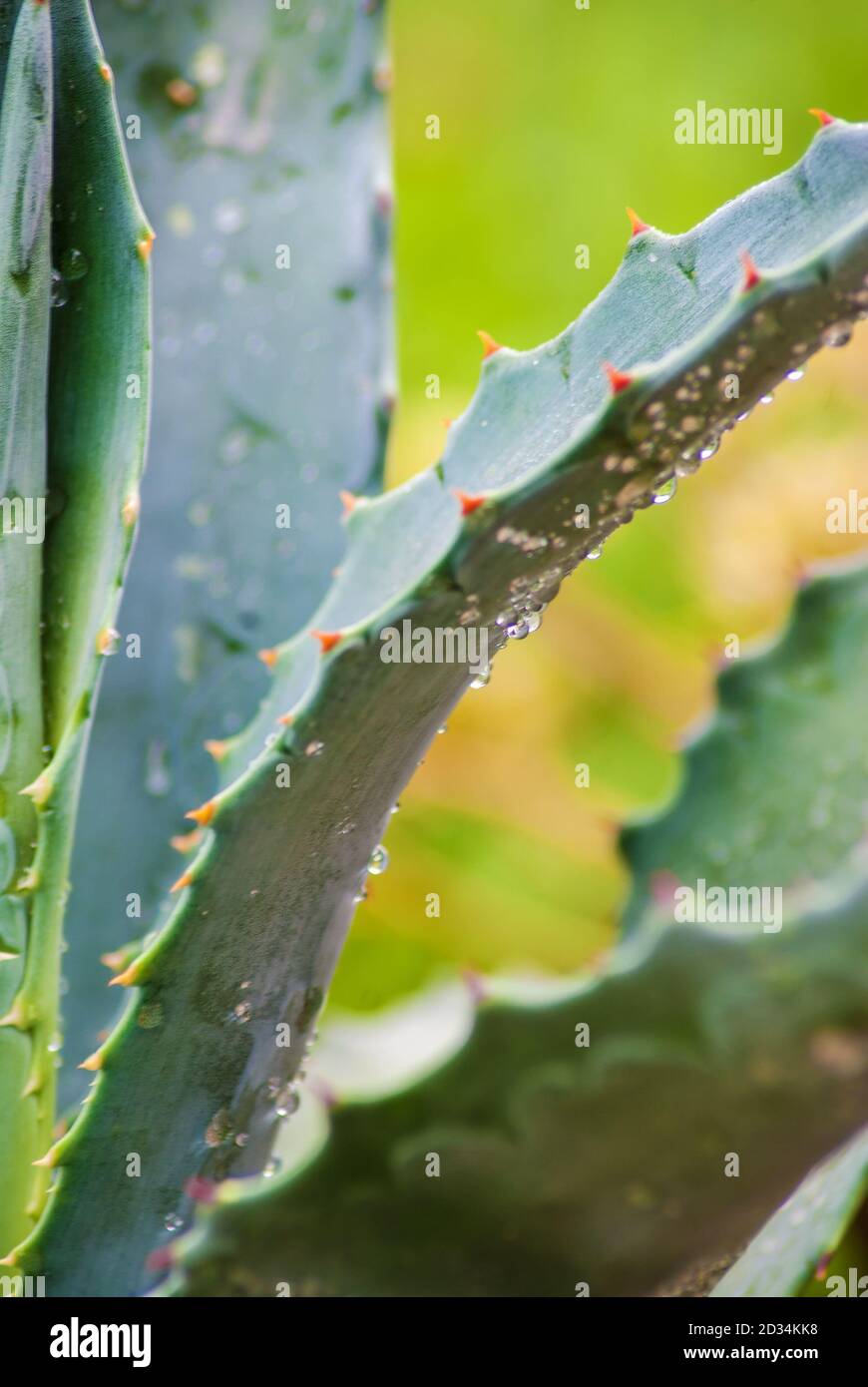Beautiful fresh green aloa vera plant leaves in backyard Stock Photo ...