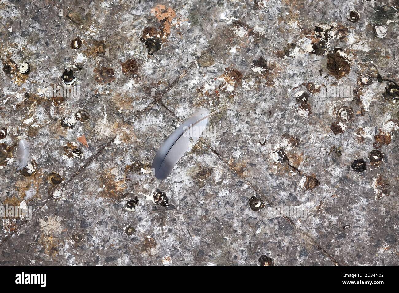 Pigeon droppings on a street in Berlin, Germany Stock Photo - Alamy