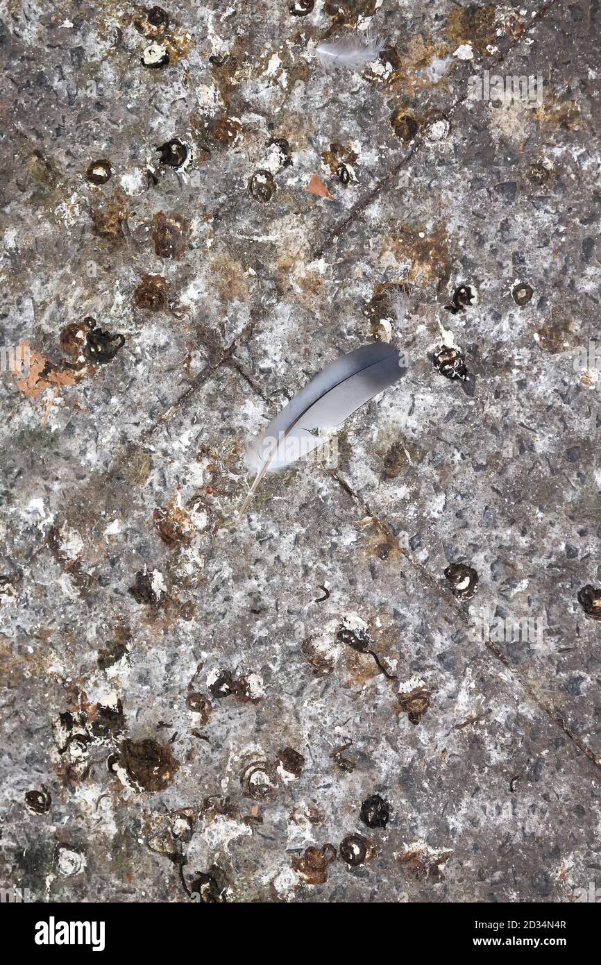 Pigeon droppings on a street in Berlin, Germany Stock Photo - Alamy