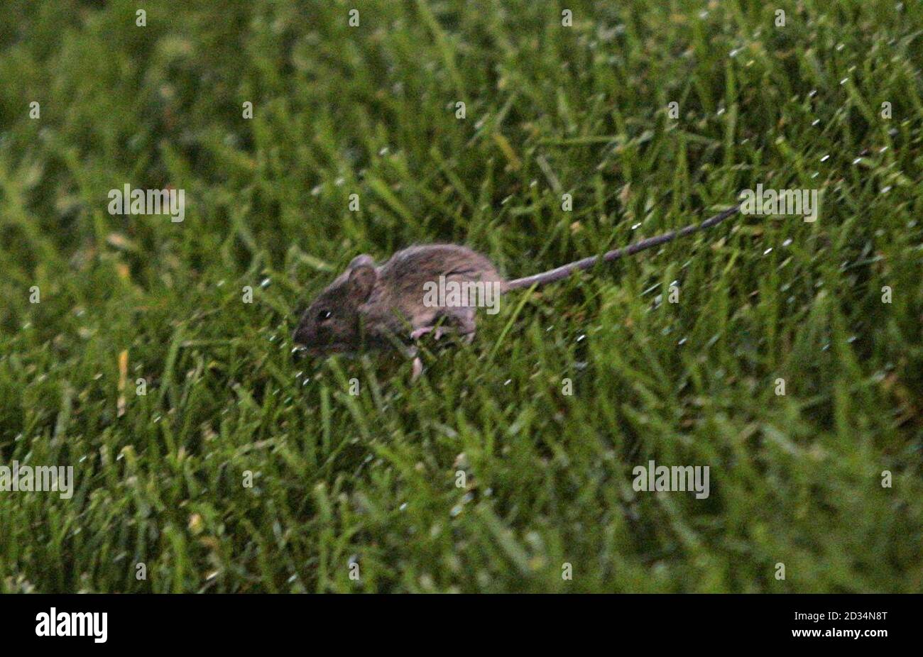 A mouse at Old Trafford Stock Photo - Alamy
