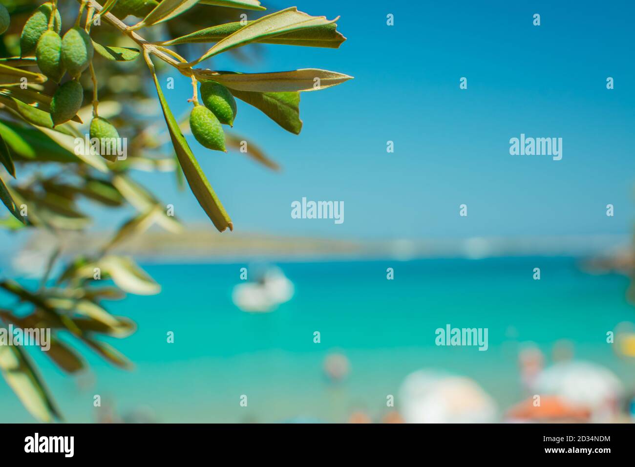 Olive tree brunch green olives hi-res stock photography and images - Alamy