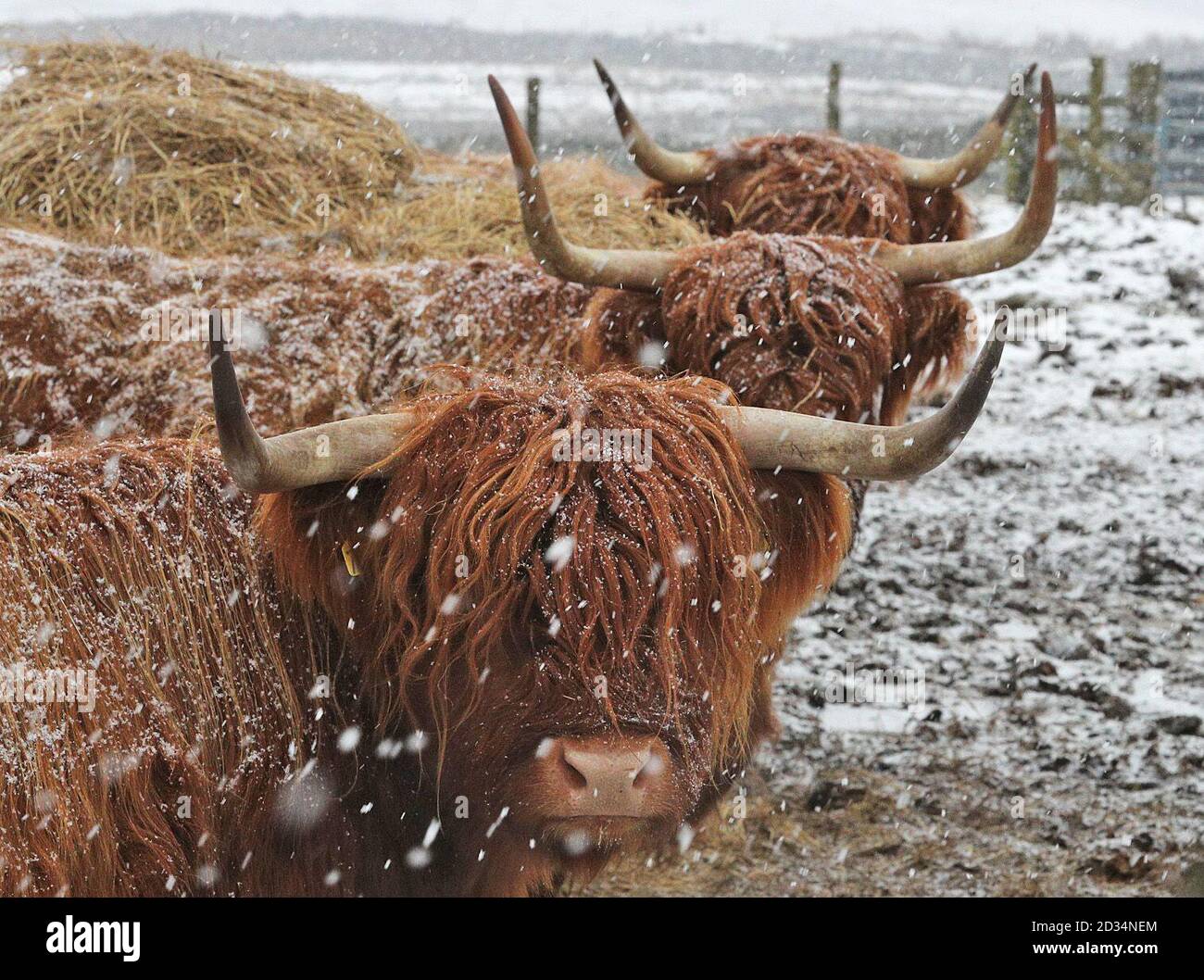 Durham cattle hi-res stock photography and images - Alamy
