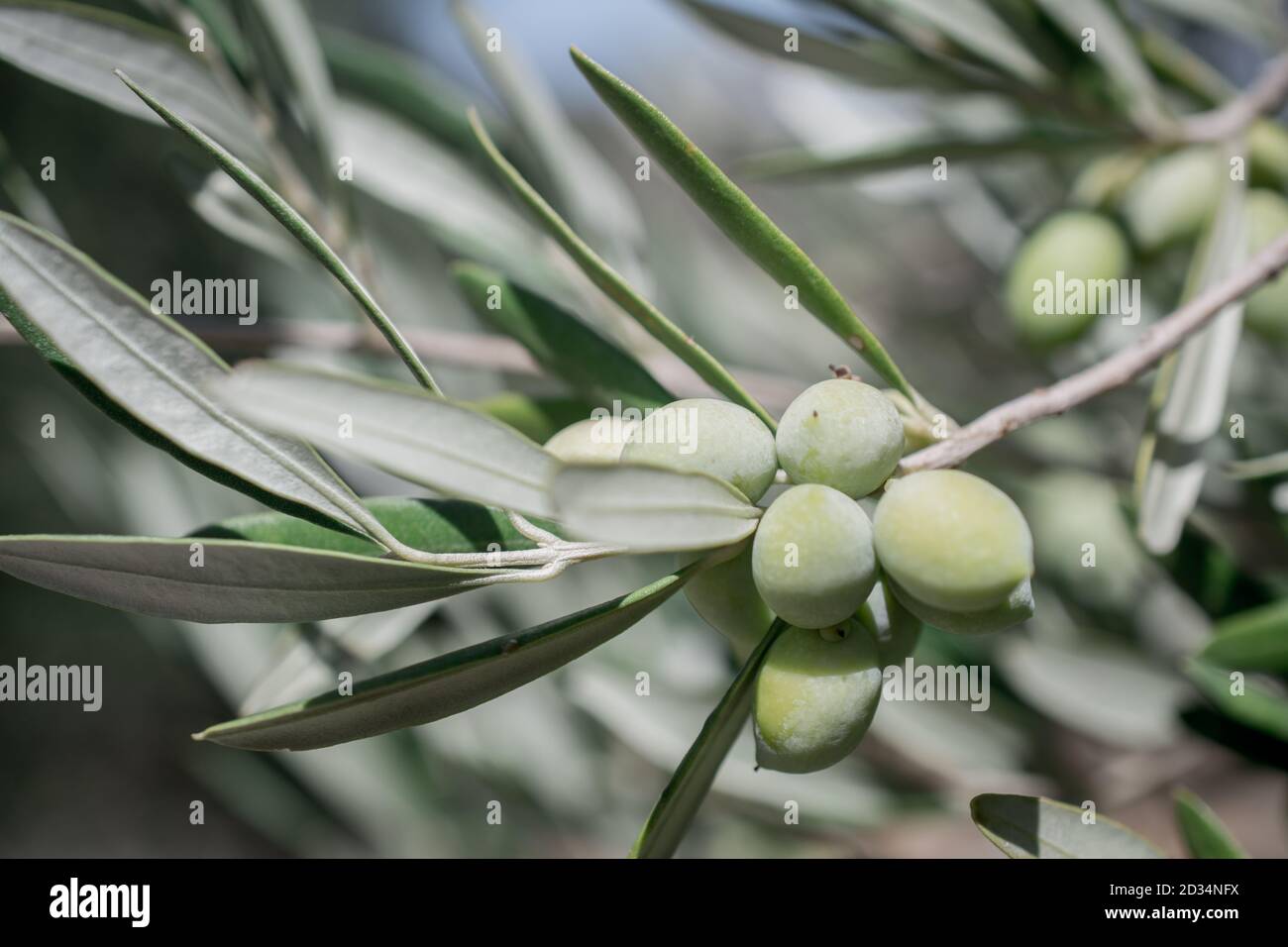 Olive tree brunch green olives hi-res stock photography and images - Alamy