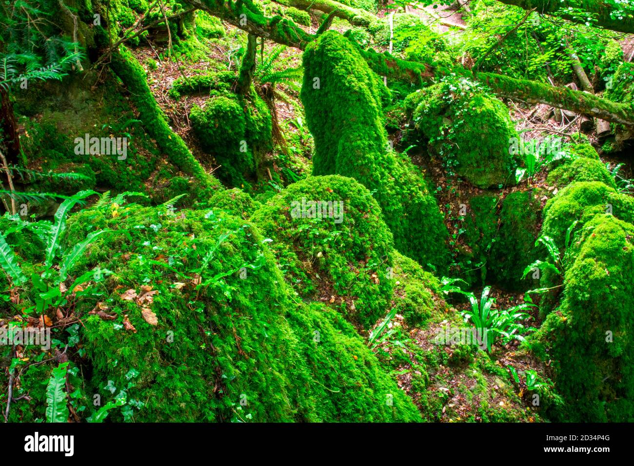Magic forest in England Stock Photo - Alamy