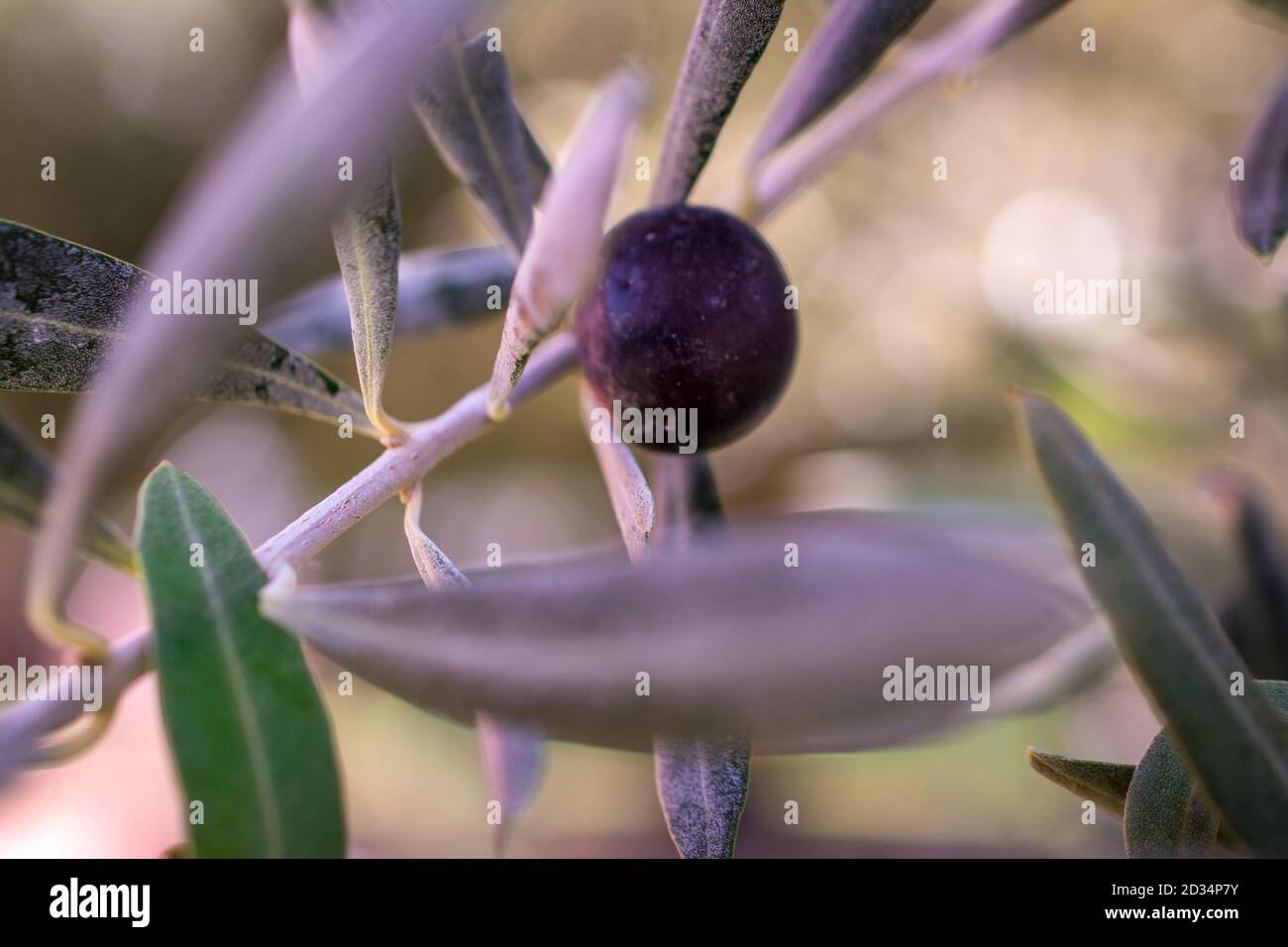Olive on brunch hi-res stock photography and images - Alamy