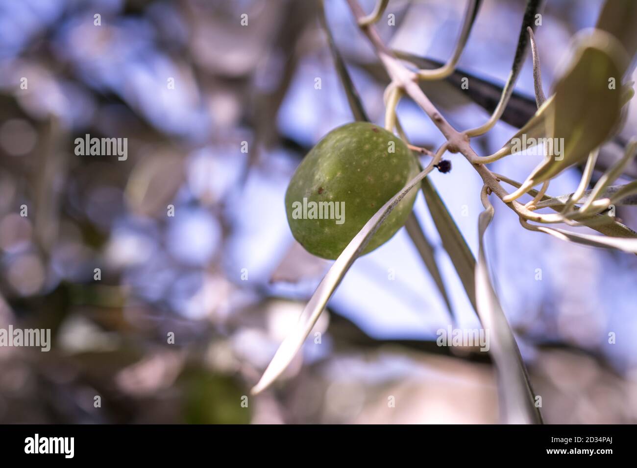 Olive tree brunch green olives hi-res stock photography and images - Alamy