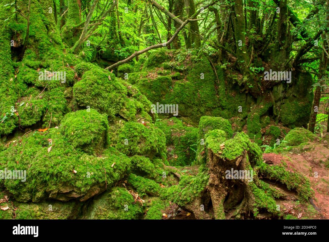 Magic tree enchanted wood england hi-res stock photography and images ...