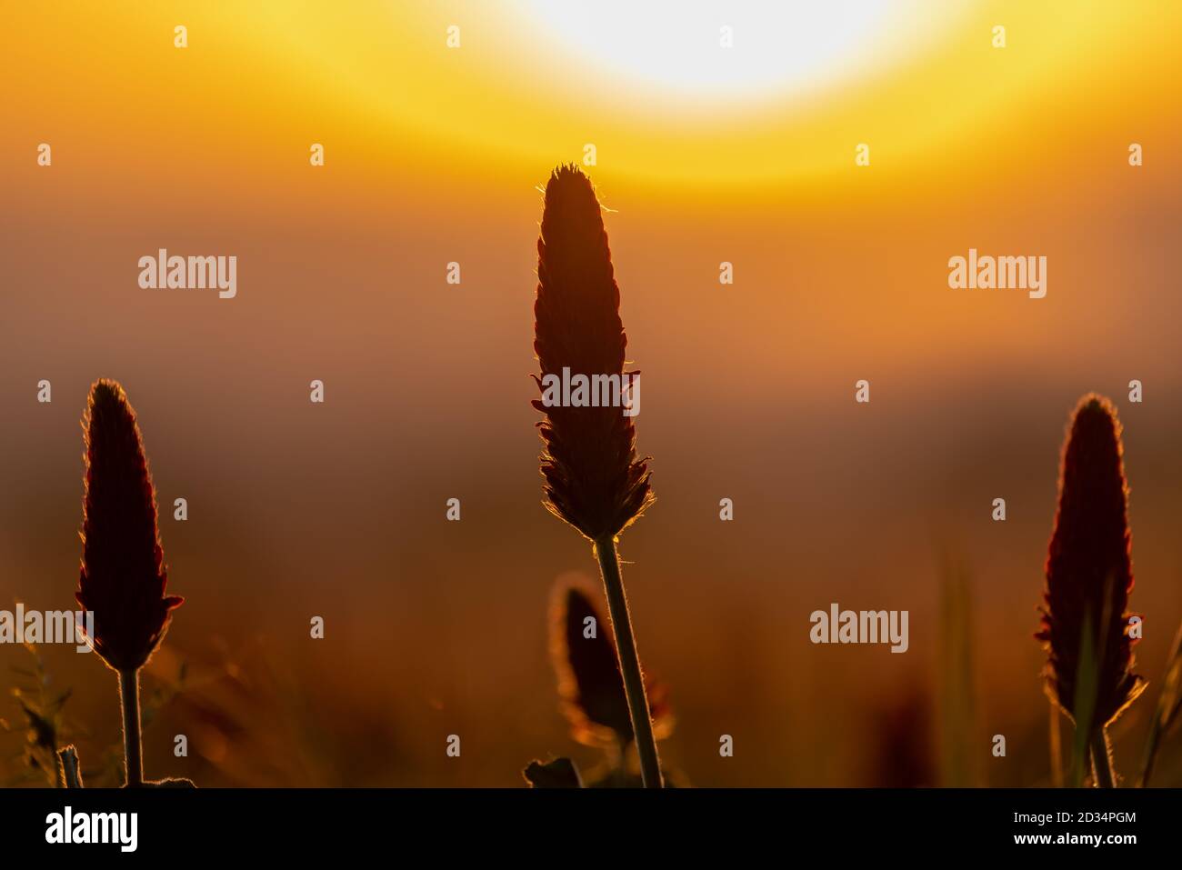 Clover flowers in the field during sunset Stock Photo - Alamy