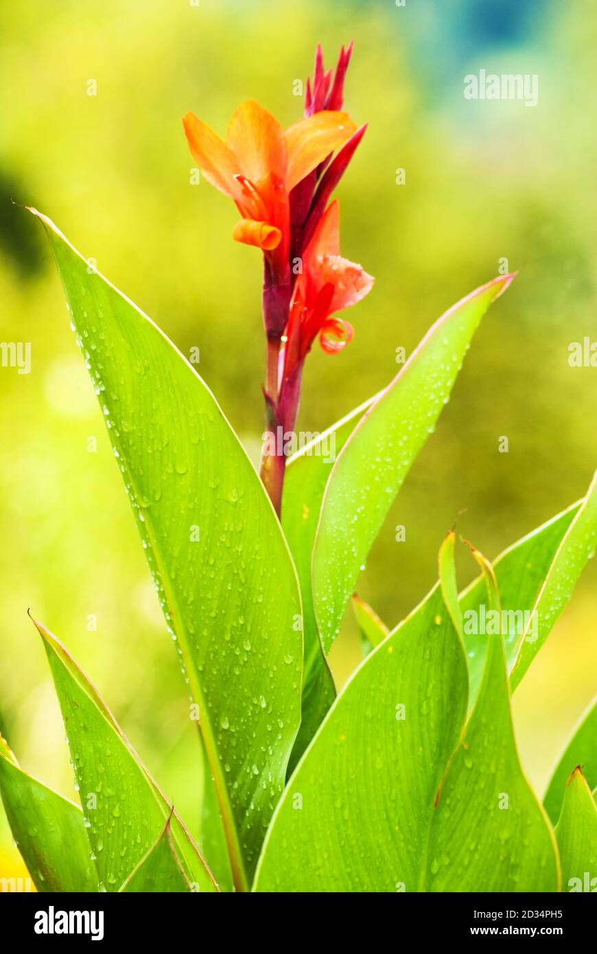 Green flower leaves hi-res stock photography and images - Alamy