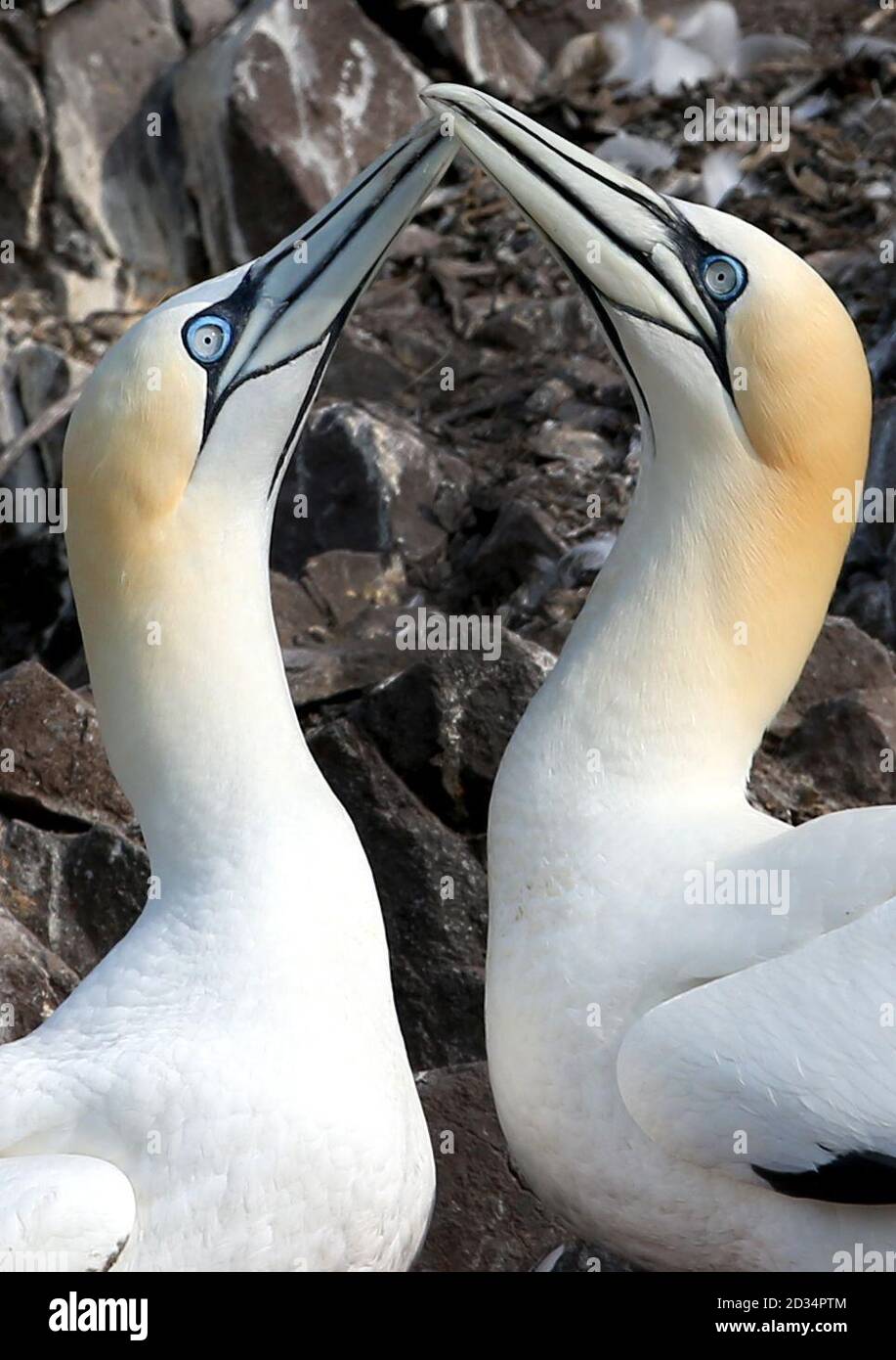 Thousands of Northern gannets gather nest material as they prepare for ...