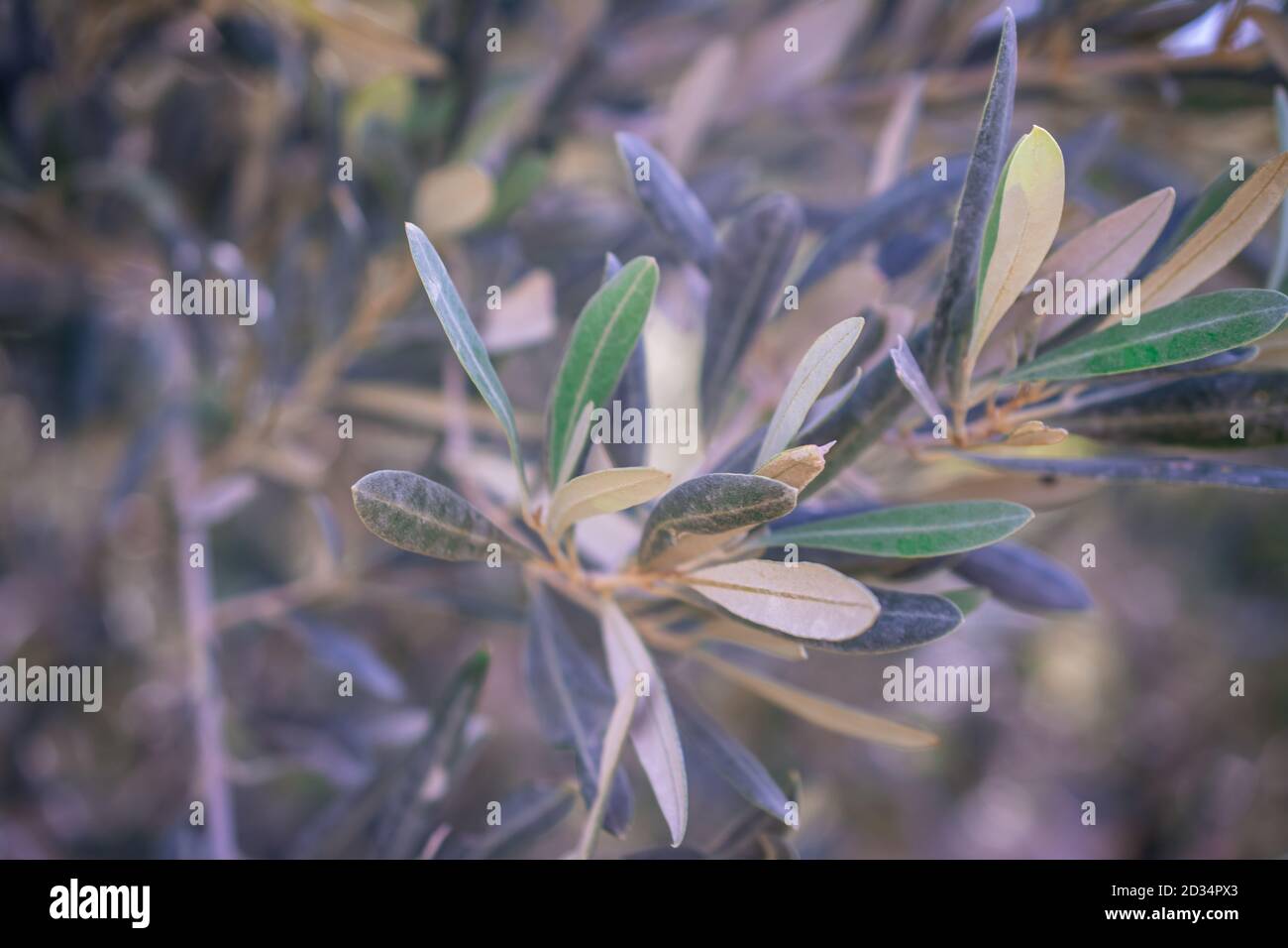 Olive tree brunch green olives hi-res stock photography and images - Alamy