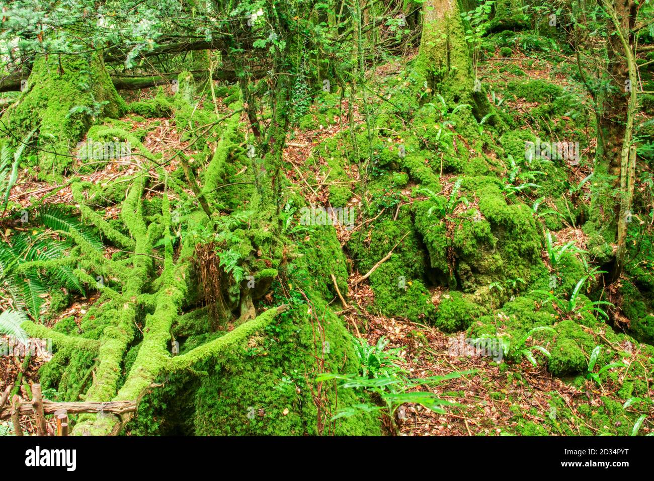 Magic tree enchanted wood england hi-res stock photography and images ...