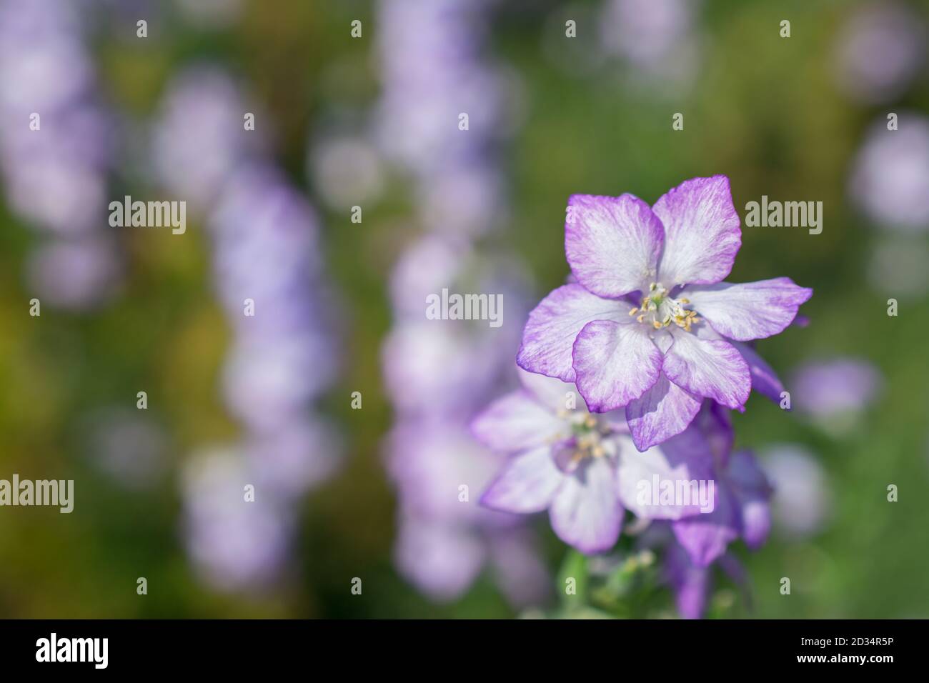 Blue delphiniums landscape hi-res stock photography and images - Alamy