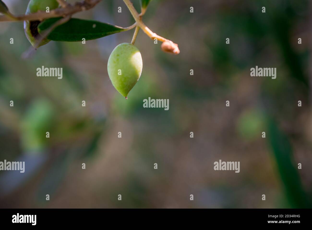 Olive on brunch hi-res stock photography and images - Alamy