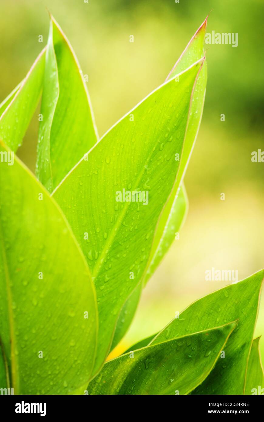 Green flower leaves hi-res stock photography and images - Alamy