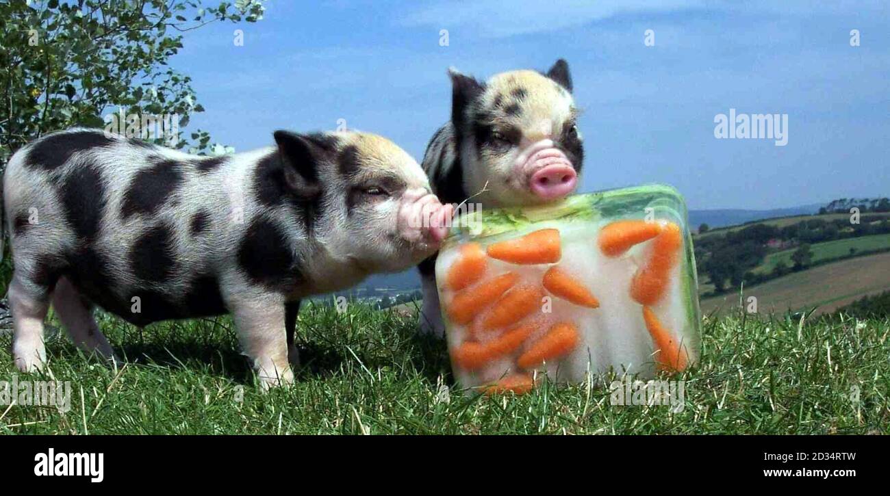 Full Grown Pennywell Miniature Pigs