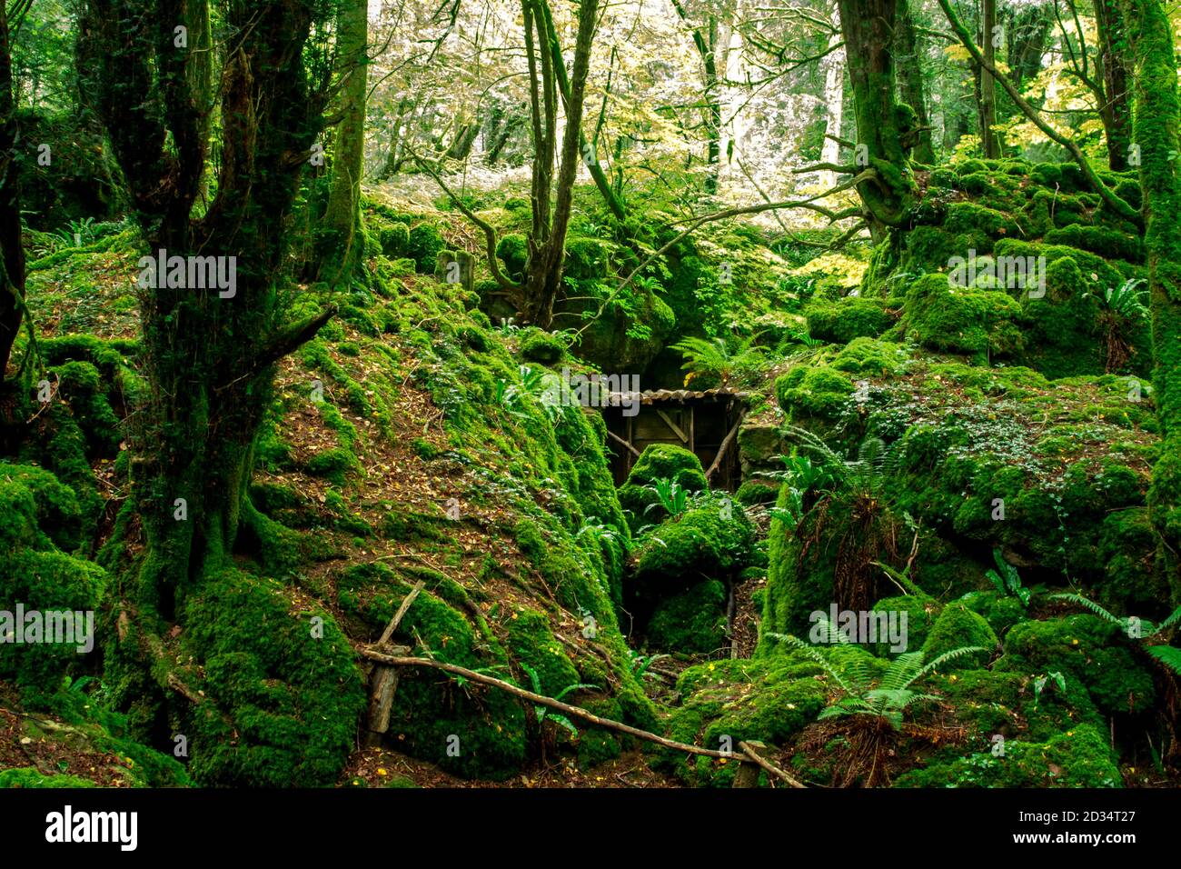 Magic tree enchanted wood england hi-res stock photography and images ...