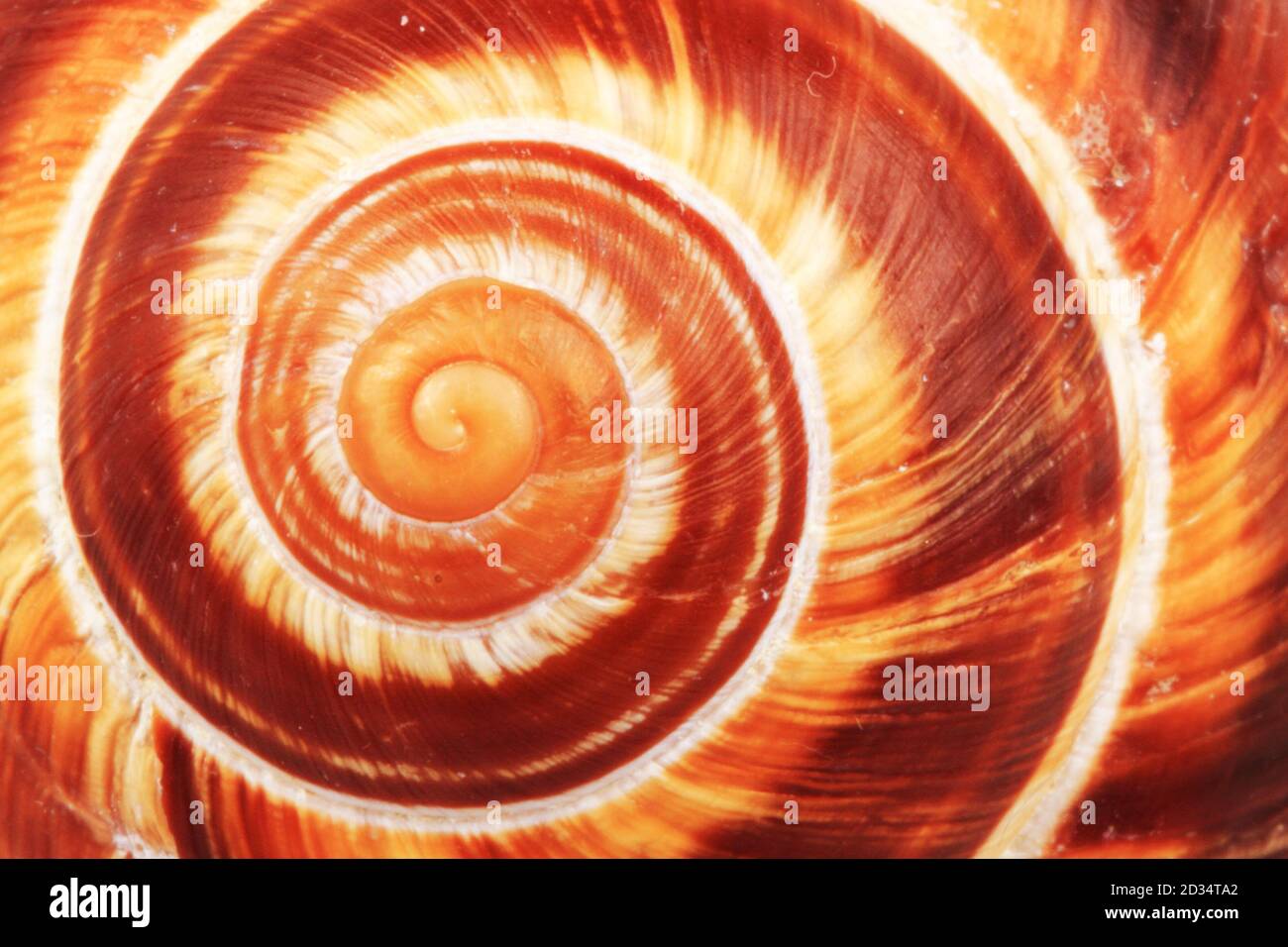 snail shell texture as nice natural background Stock Photo - Alamy
