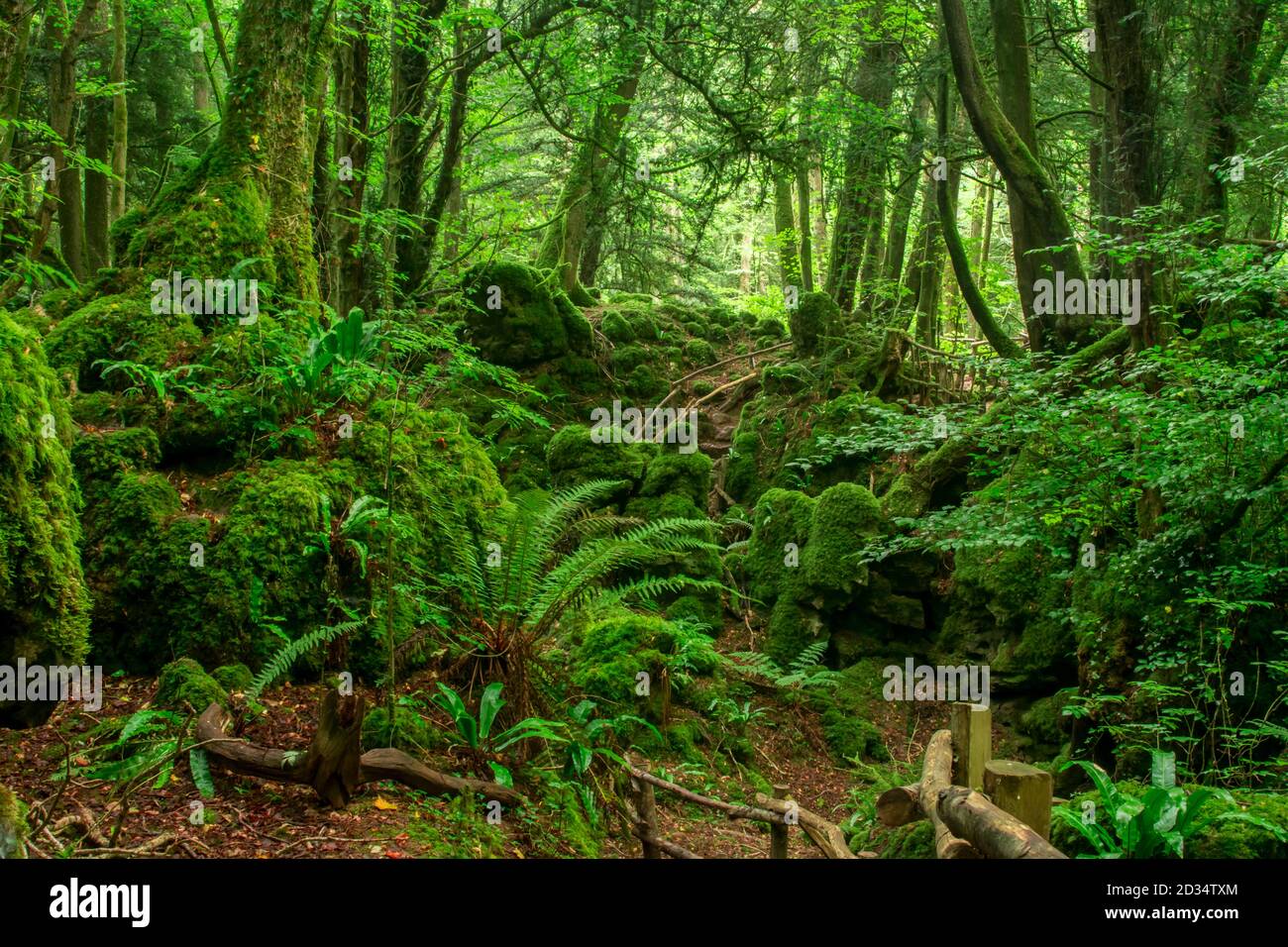 Magic forest in England Stock Photo - Alamy
