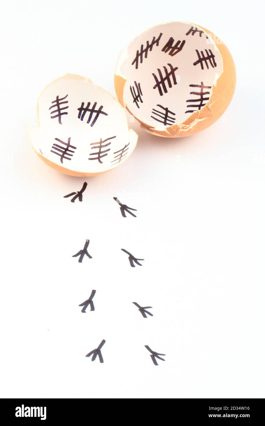 empty egg shells isolated on the white background Stock Photo - Alamy