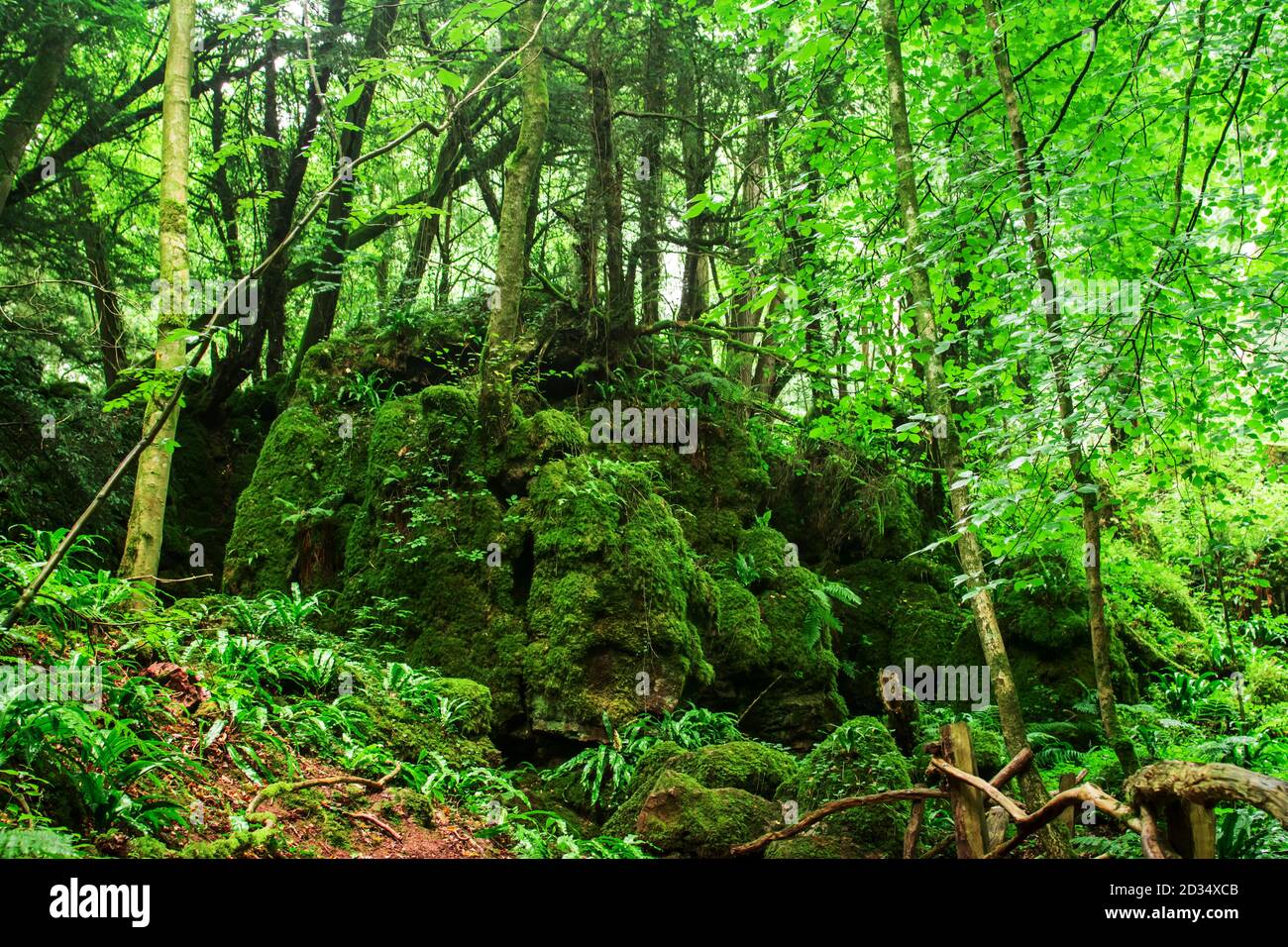 Magic forest in England Stock Photo - Alamy