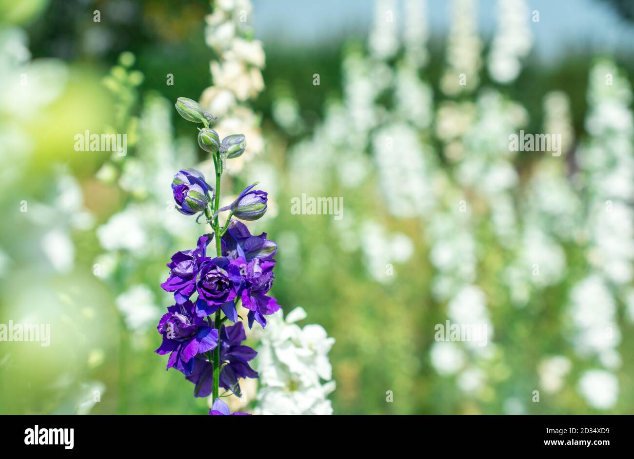 Blue delphiniums landscape hi-res stock photography and images - Alamy