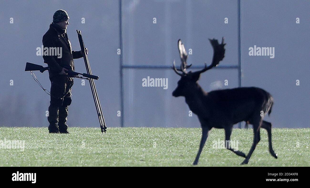 A deer cull is carried out in Phoenix Park in Dublin Stock Photo - Alamy