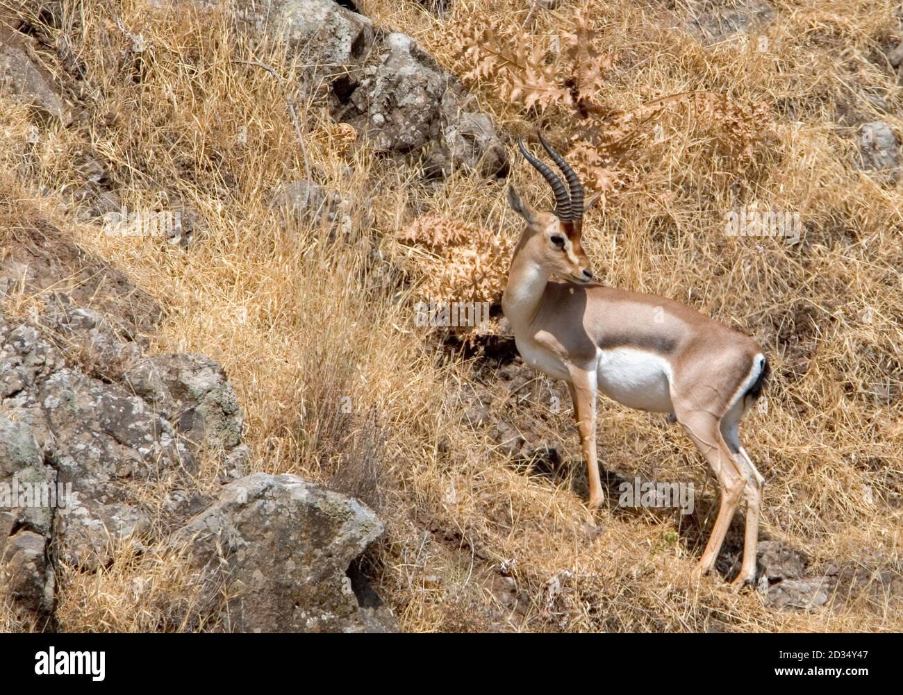 Palestine gazelle hi-res stock photography and images - Alamy