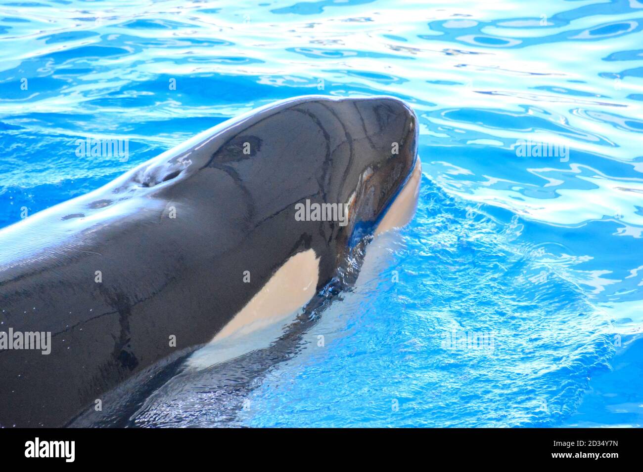 Mammal Orca Killer Whale Fish Stock Photo - Alamy