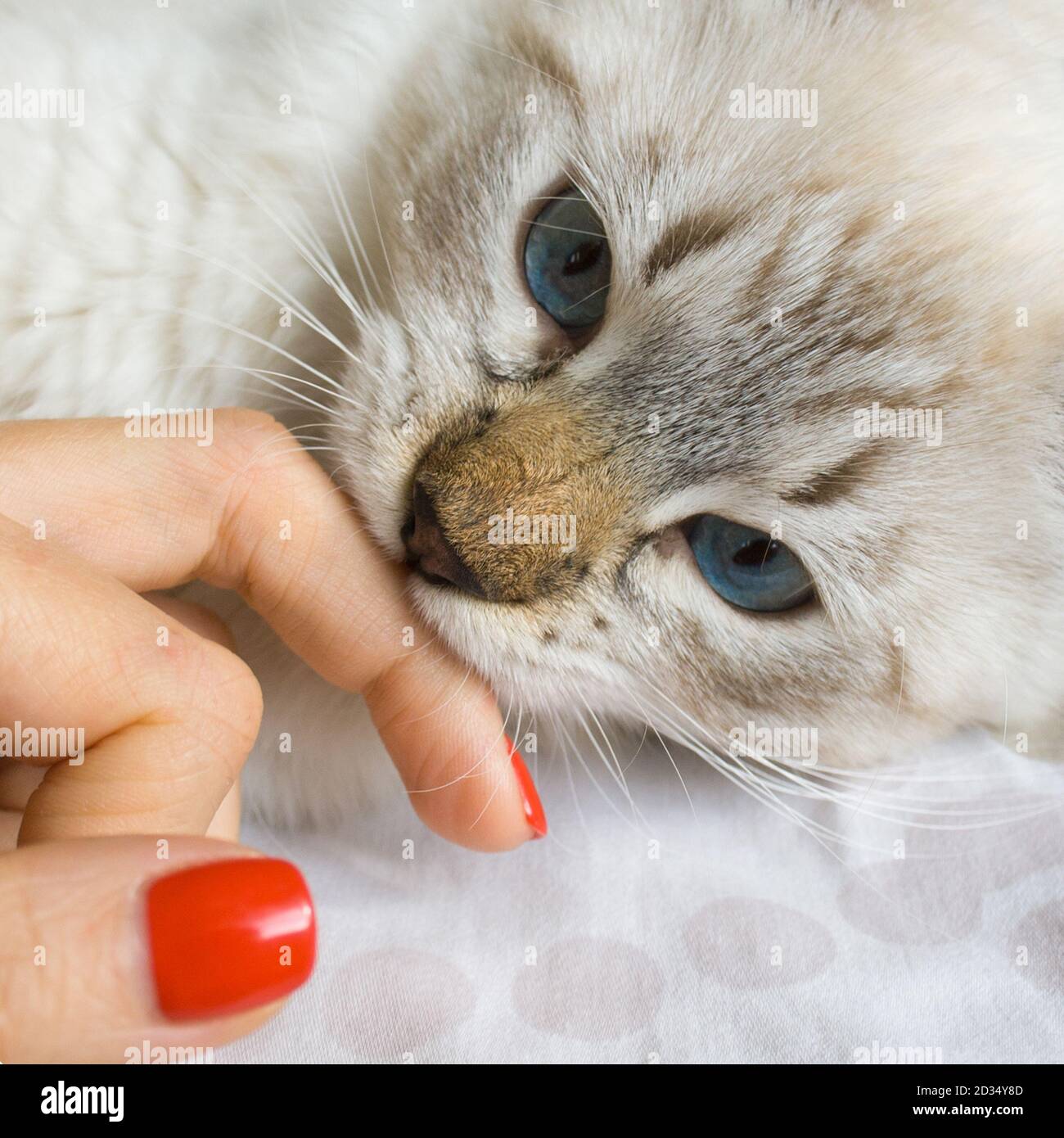 Siberian Neva Masquerade cat, kitten 9 months old, with beautiful blue ...