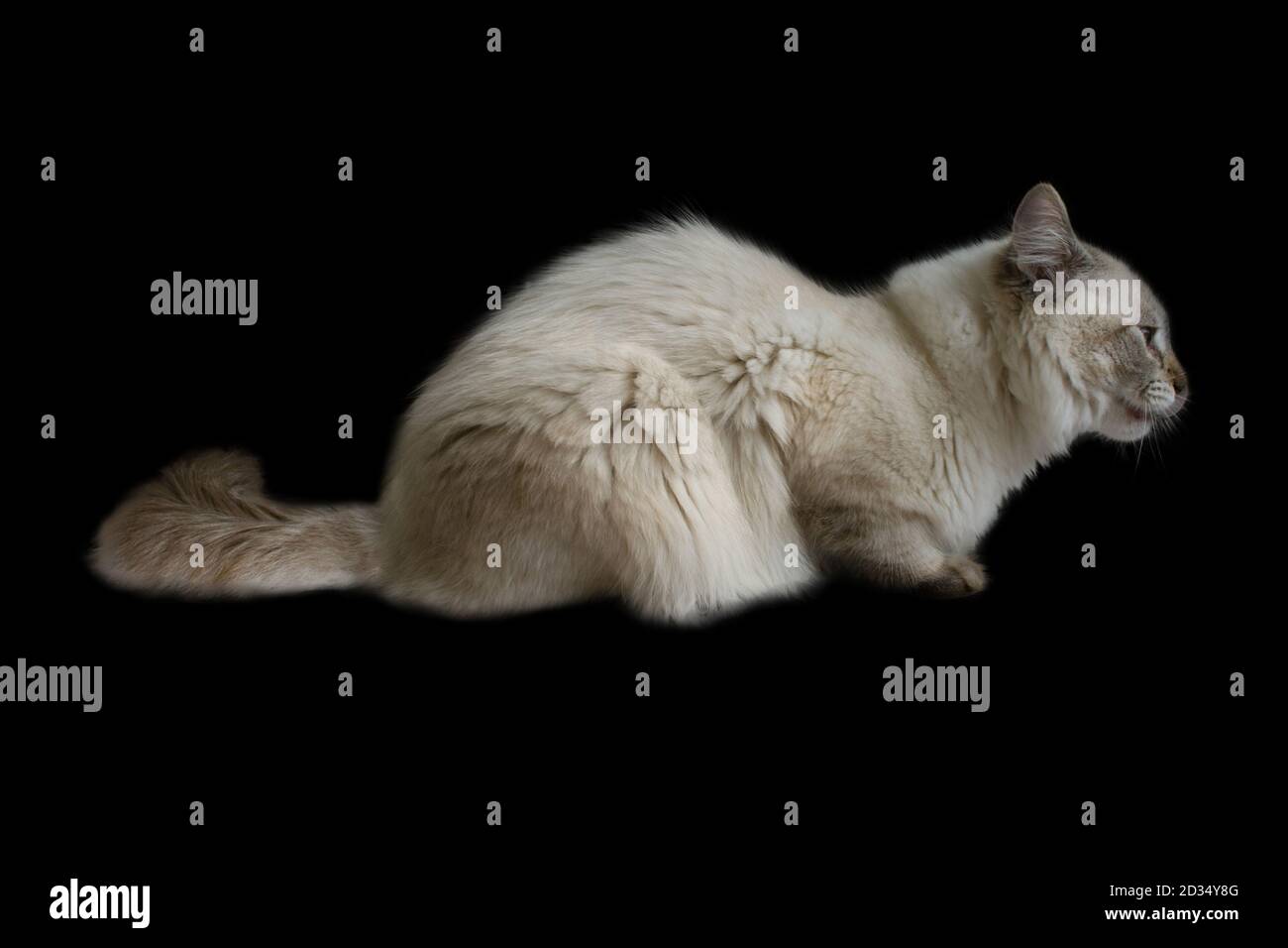 Siberian Neva Masquerade cat, kitten 9 months, before the jump. On a ...