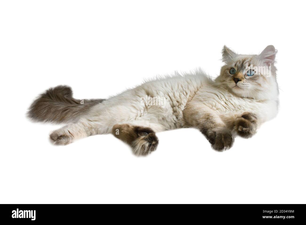 Siberian Neva Masquerade cat, kitten 9 months old, with beautiful blue ...