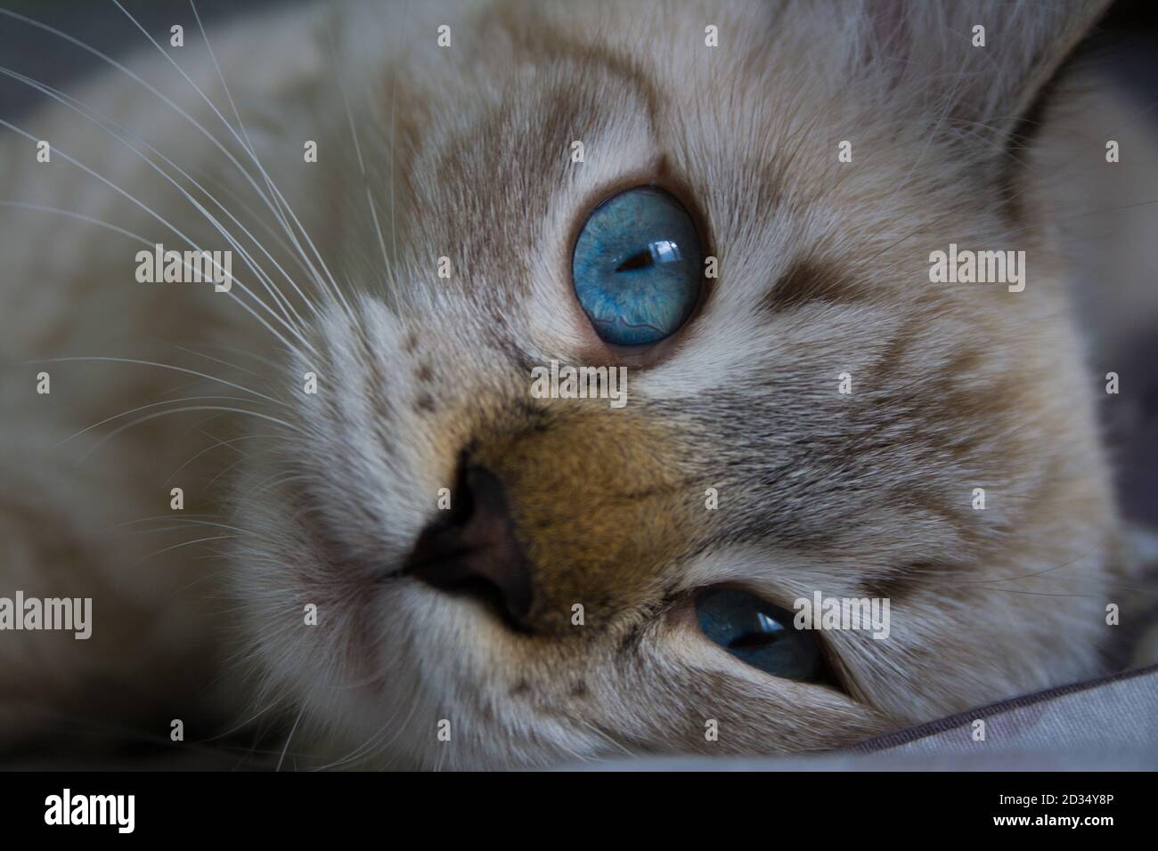 Neva masquerade point hi-res stock photography and images - Alamy