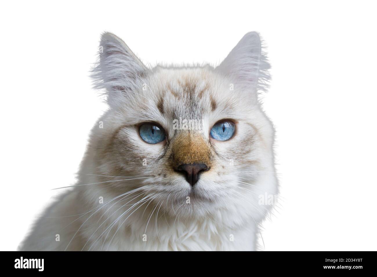 Siberian Neva Masquerade cat, kitten 9 months old, with beautiful blue ...