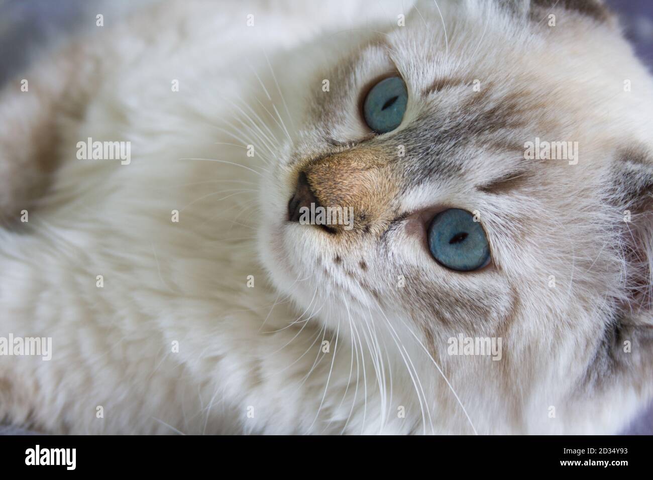 Neva masquerade point hi-res stock photography and images - Alamy
