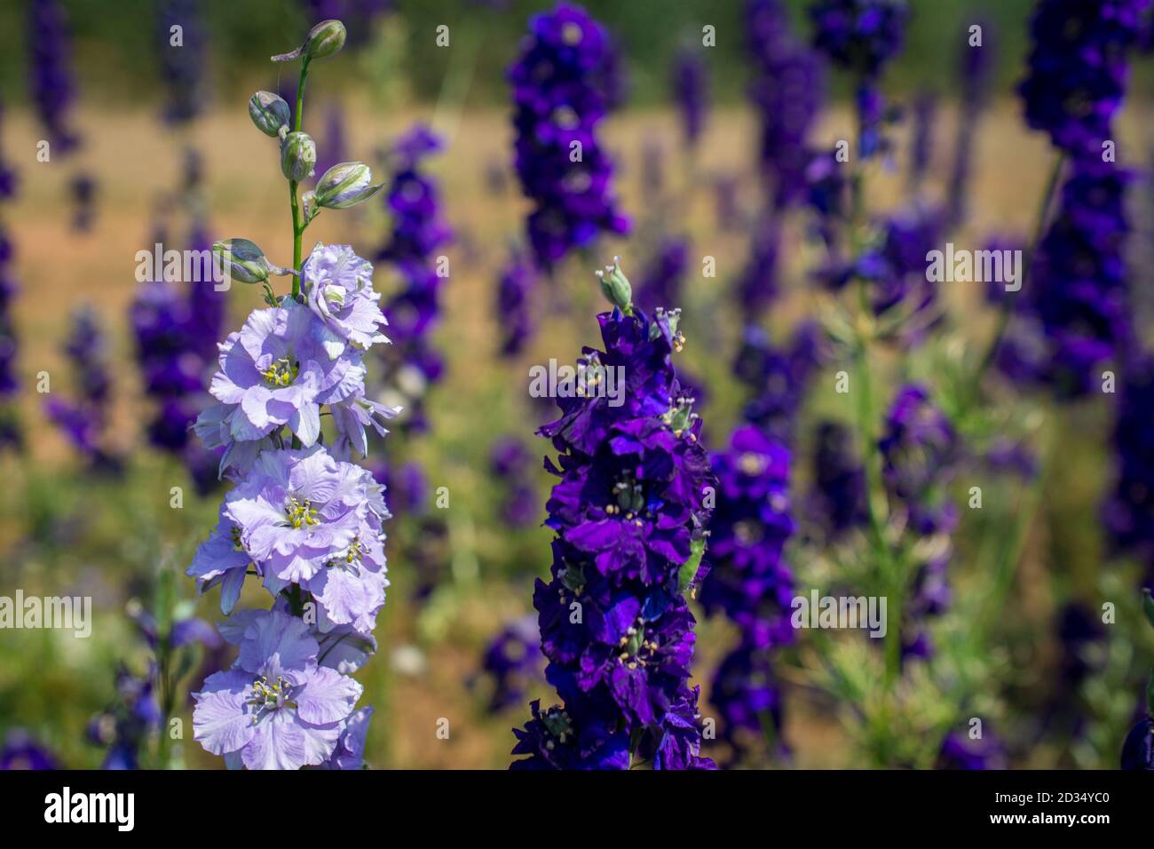 Closeup of delphiniums flowers in field at Wick Stock Photo - Alamy