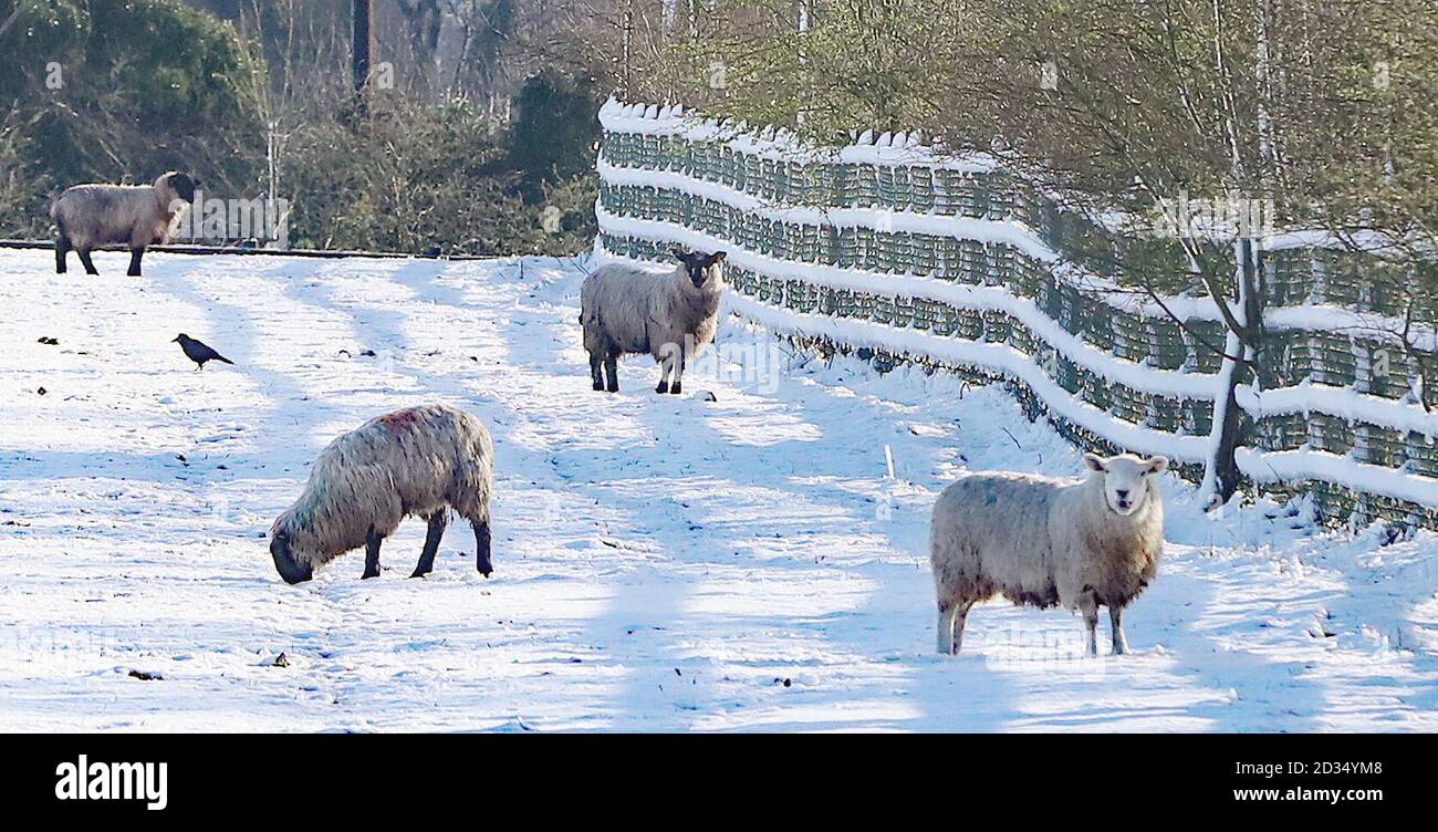 Sheep in Snow covered fields in Athy Co Kildare. Storm Freya has ...