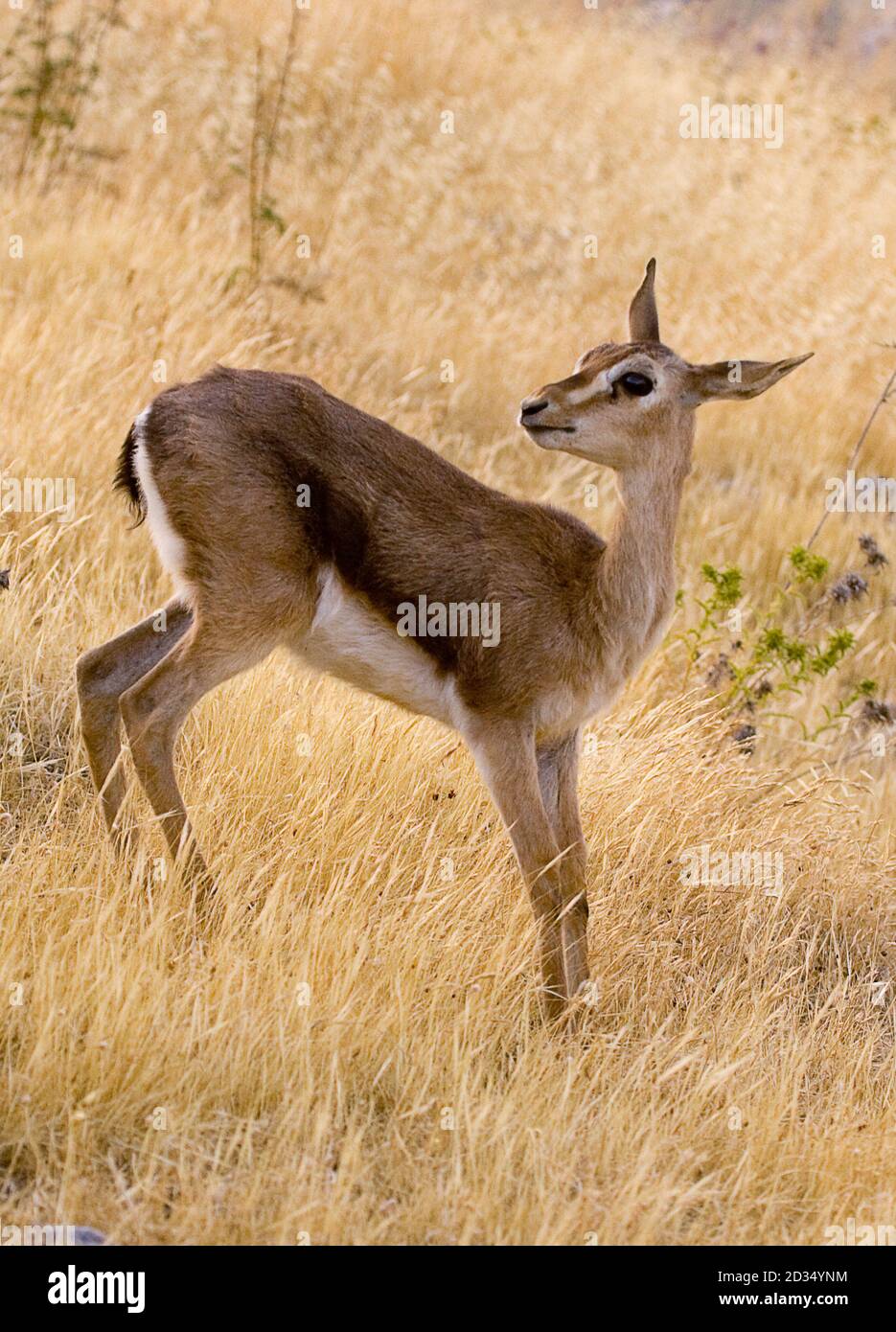 The mountain gazelle or the Palestine mountain gazelle (Gazella gazella ...