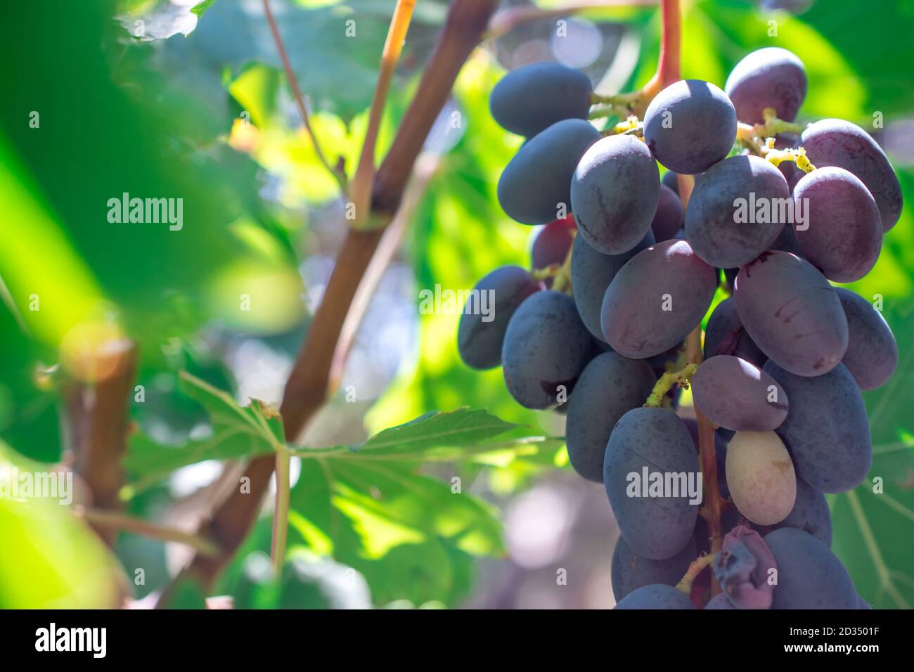 grapes and figs growing in garden Stock Photo - Alamy