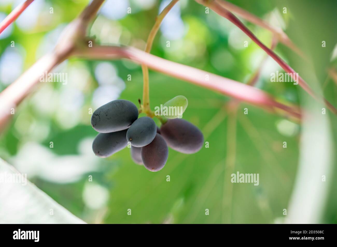 grapes and figs growing in garden Stock Photo - Alamy