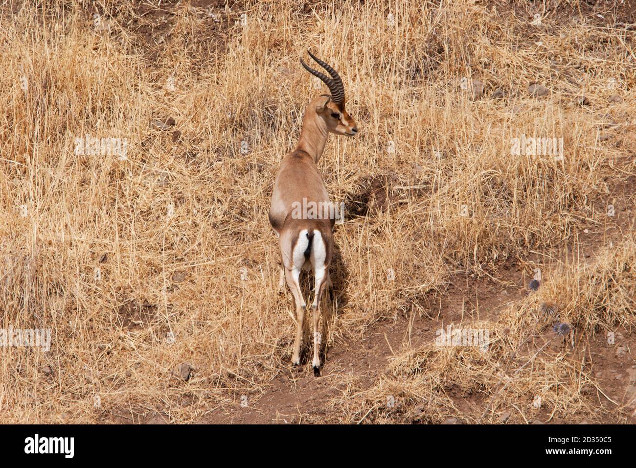 The mountain gazelle or the Palestine mountain gazelle (Gazella gazella ...