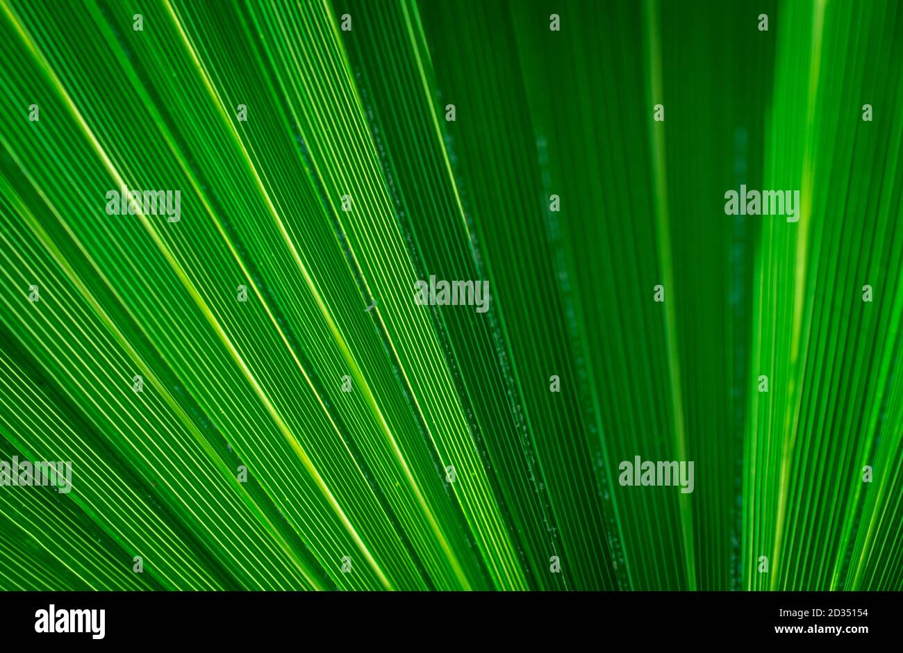 green palm background on sunny day Stock Photo - Alamy