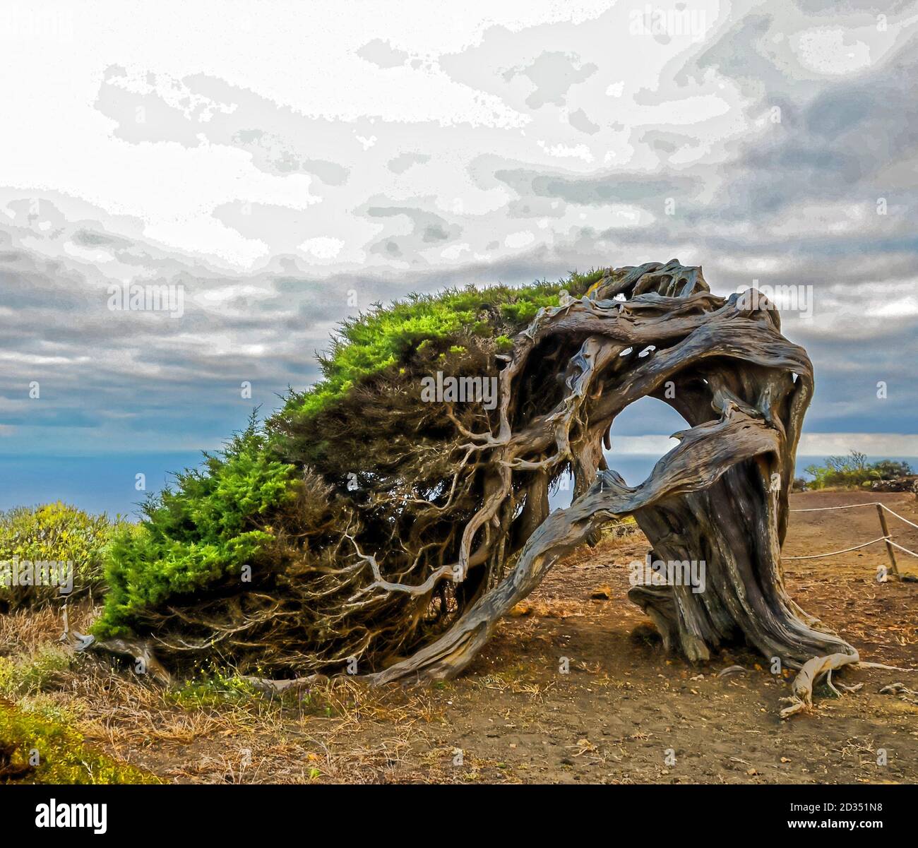 Gnarled Juniper Tree Shaped By The Wind Stock Photo - Alamy