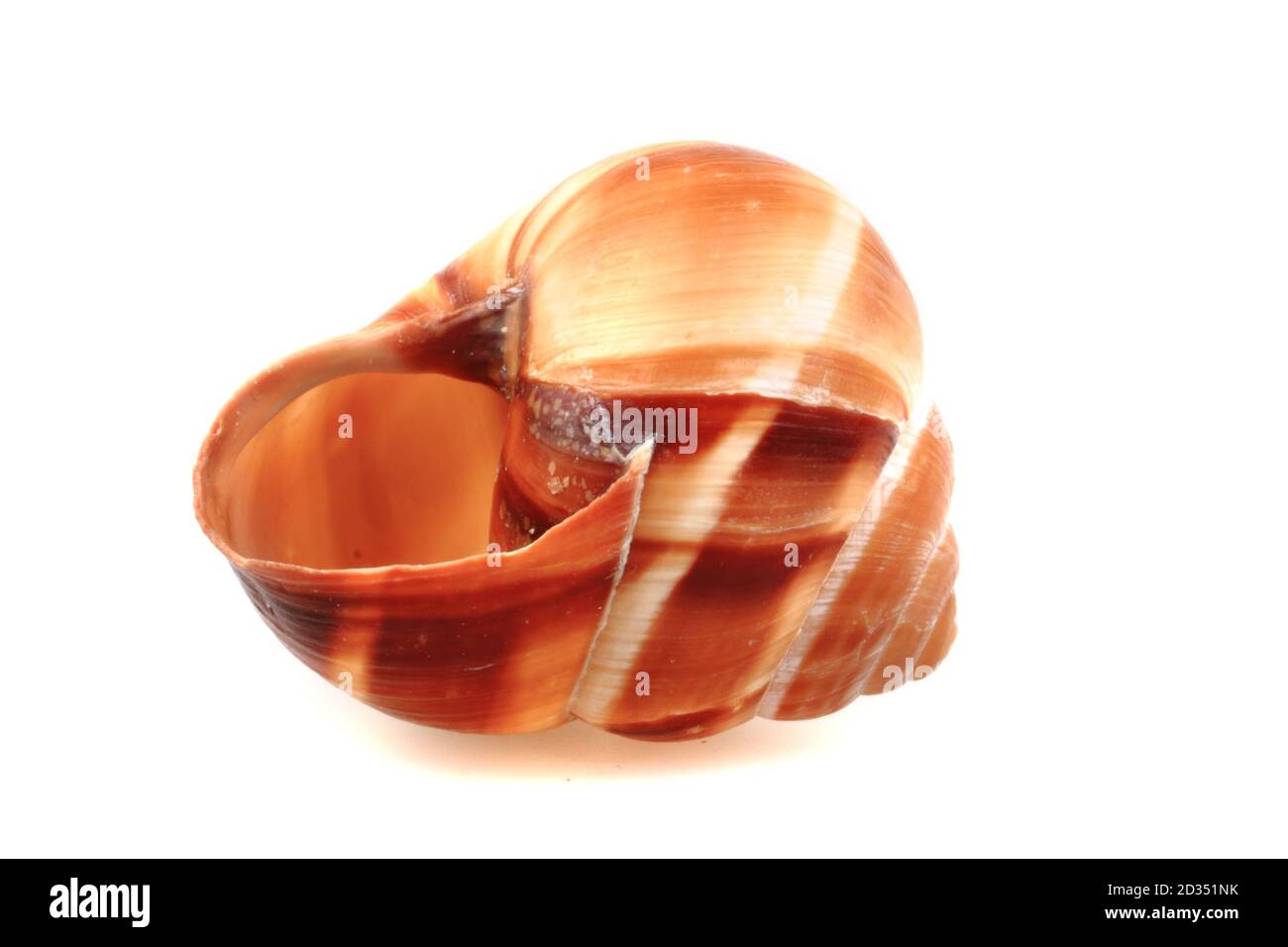 snail shell isolated on the white background Stock Photo - Alamy
