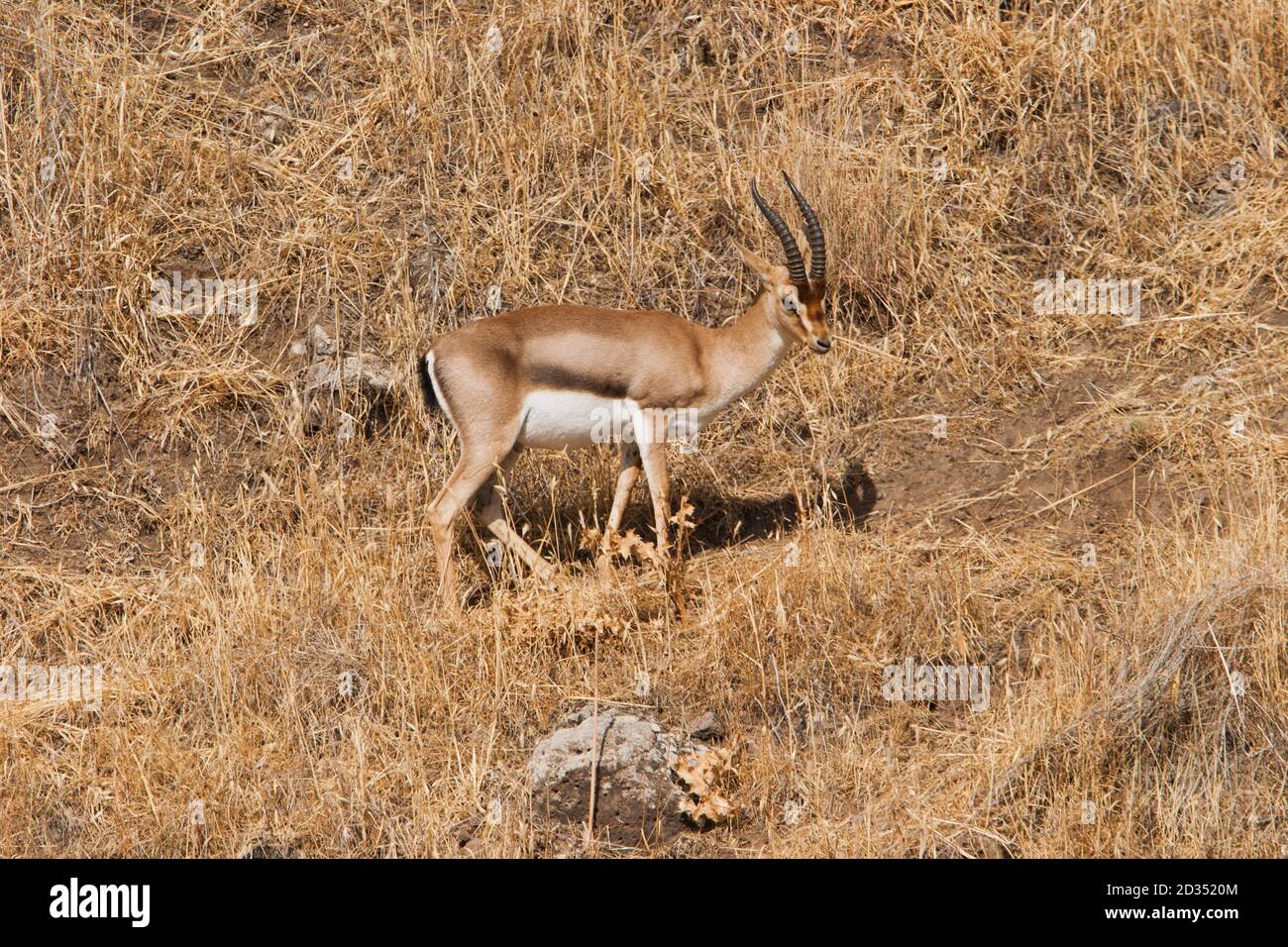 The mountain gazelle or the Palestine mountain gazelle (Gazella gazella ...