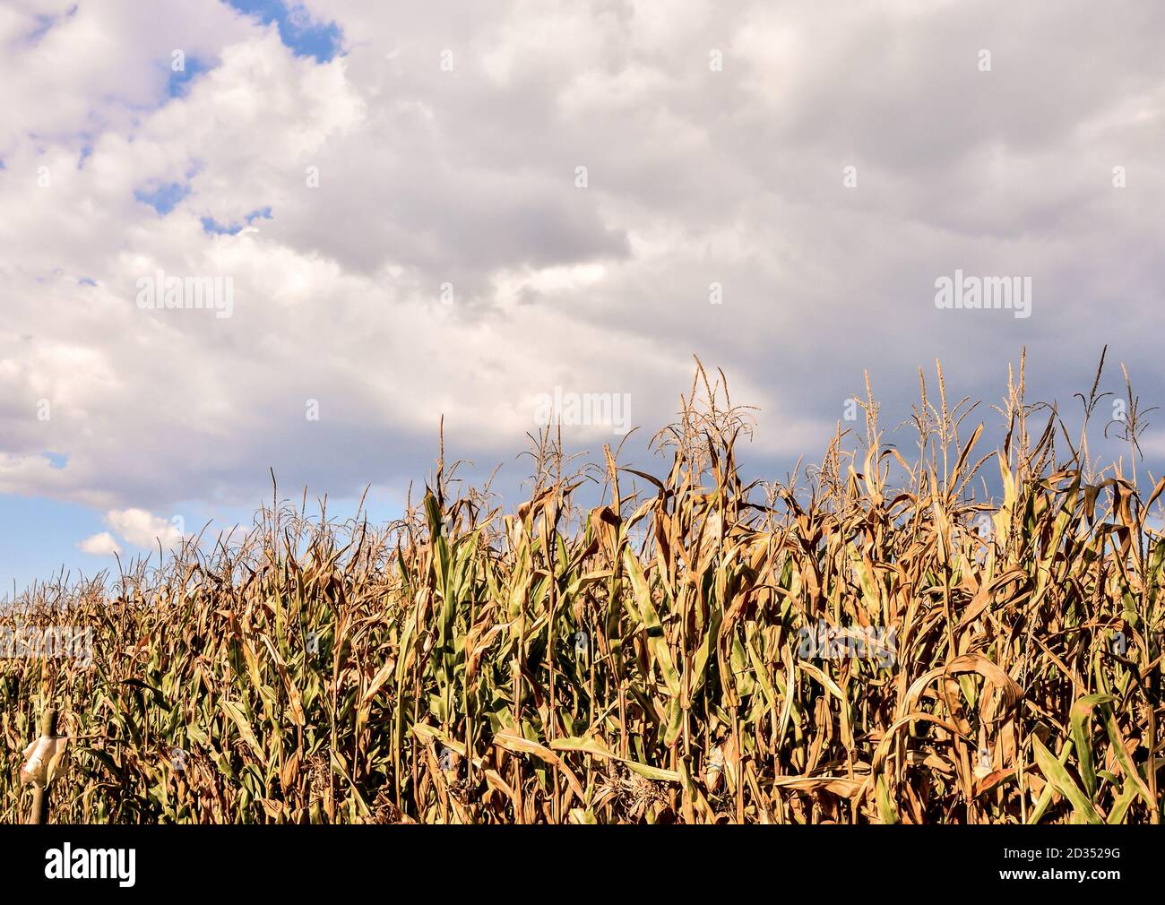 Corn Plant Background Stock Photo - Alamy