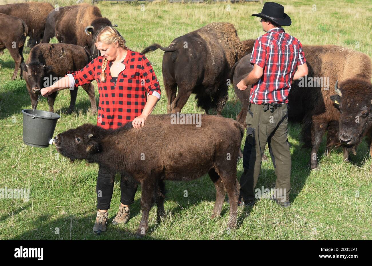 01 October 2020, Saxony, Wermsdorf: In her bison enclosure, Cora ...