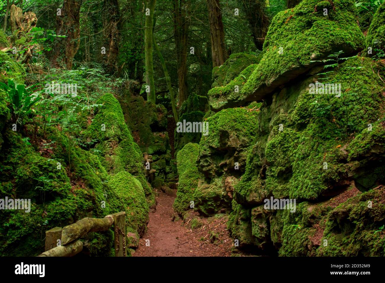 Magic tree enchanted wood england hi-res stock photography and images ...
