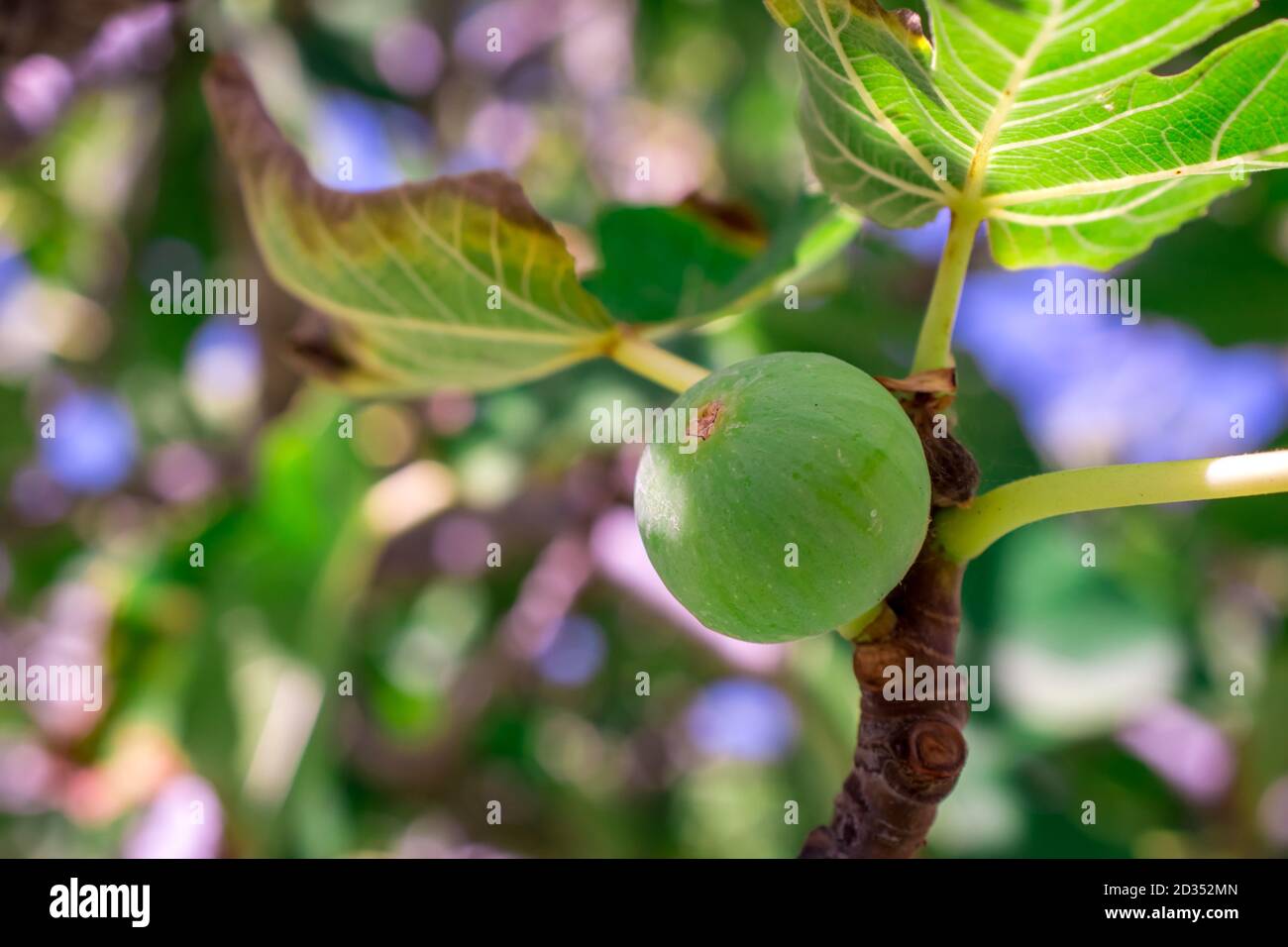 fig tree growing in garden Stock Photo - Alamy